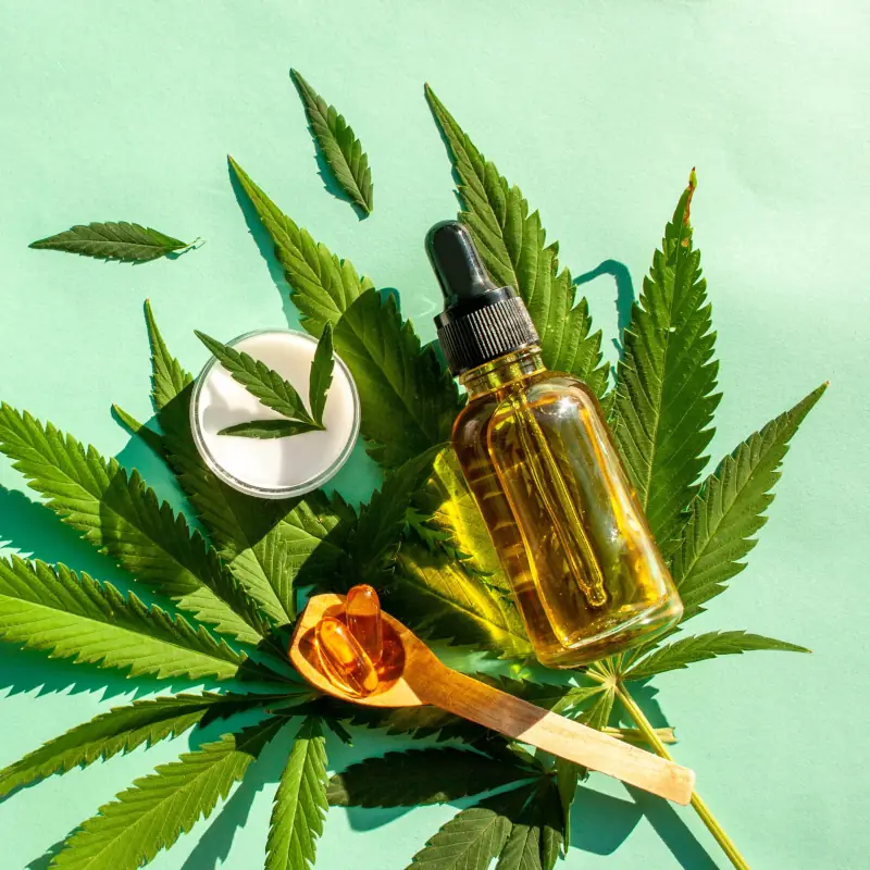 The History of Hemp | From Ancient Roots to Modern Revival